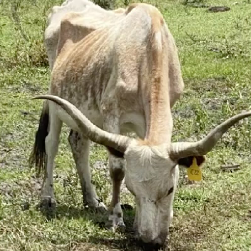 Emaciated cows spotted in Sunrise - South Florida SPCA Horse Rescue