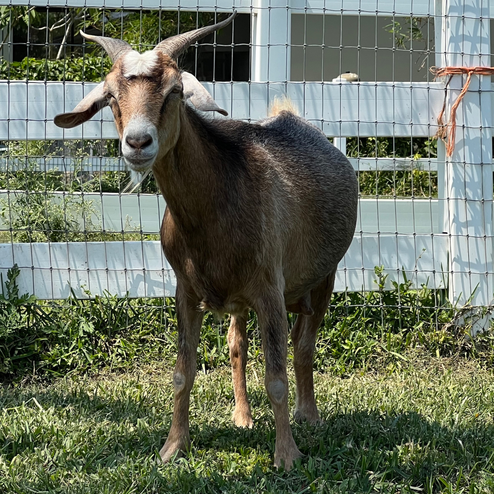 Goats - South Florida SPCA Horse Rescue