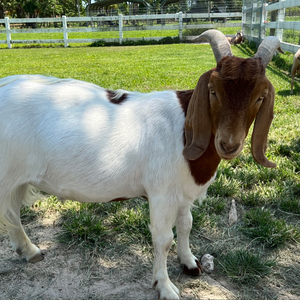 Goats - South Florida SPCA Horse Rescue