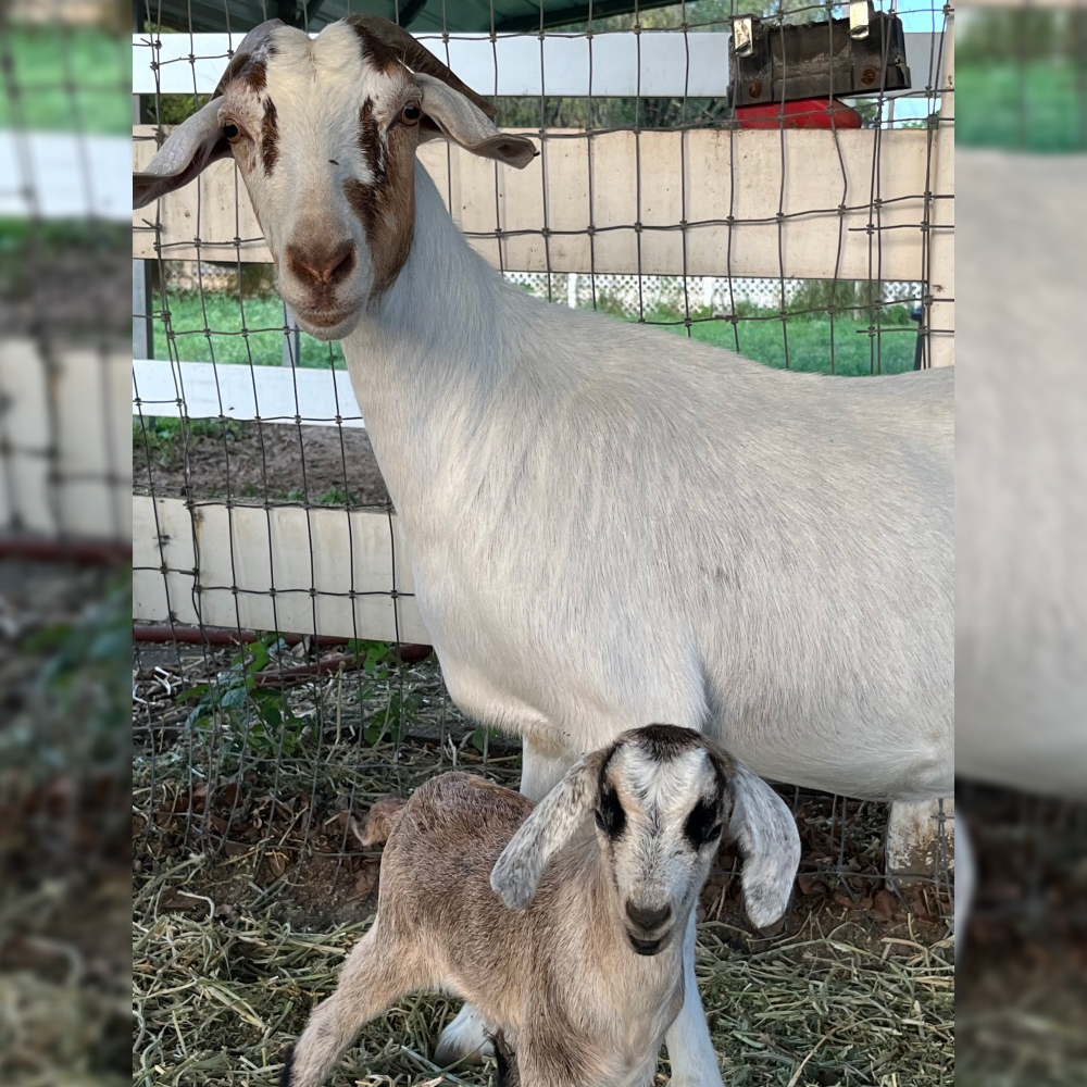 Goats - South Florida SPCA Horse Rescue