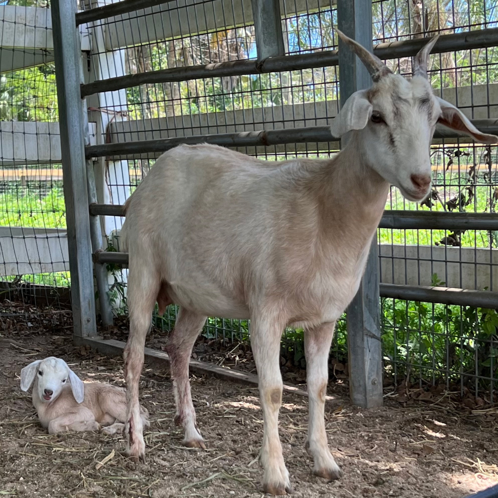 Goats - South Florida SPCA Horse Rescue